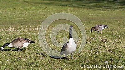 Three Geese Grazing. Canada And Greylag. Stock Video - Video of goose ...