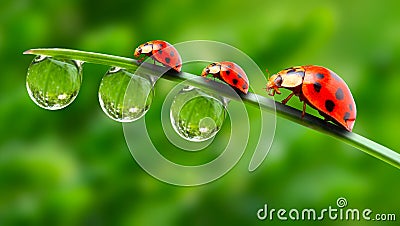 Three Ladybugs. Stock Images - Image: 18353014