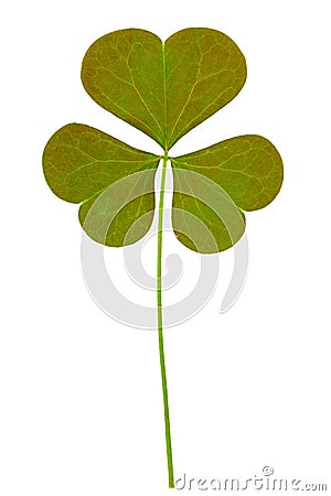 Three Leaf Clover Royalty Free Stock Photography - Image: 15892877