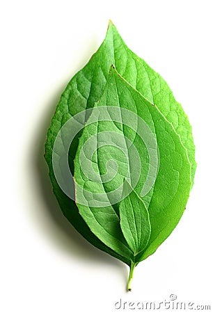 Three Leaves Royalty Free Stock Image - Image: 42126