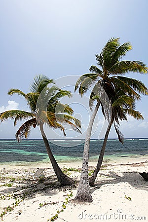 Three Palm Trees Stock Image - Image: 17878961