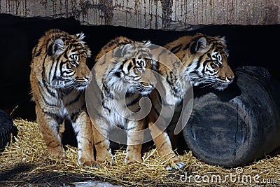 Three Tigers Royalty Free Stock Images - Image: 4833699