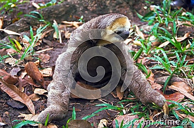 Three-toed Sloth Poses on the Amazon River of Brazil Stock Image ...