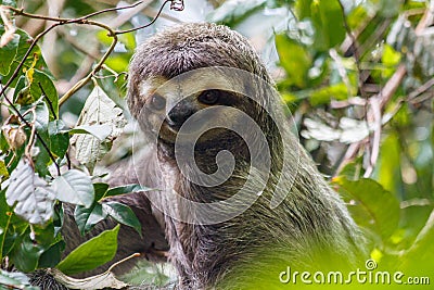 Three-toed Sloth Poses on the Amazon River of Brazil Stock Image ...