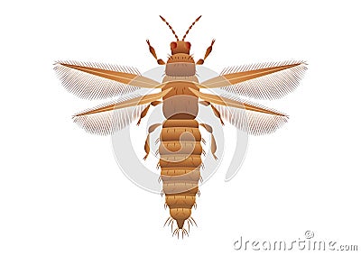 Thrips Insect Vector Art Isolated On White Background Stock Photo ...