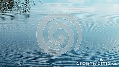 Throw a Stone into a Lake. Ripple Circle on Lake Stock Video - Video of ...