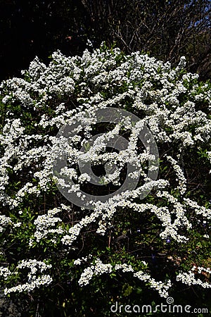 Thunberg Spirea Royalty-Free Stock Image | CartoonDealer.com #113807770