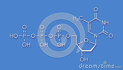 Thymidine Triphosphate TTP Nucleotide Molecule. DNA Building Block ...