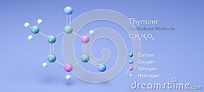 Thymine, Dna Molecular. Molecular Model, 3d Rendering, Structural ...