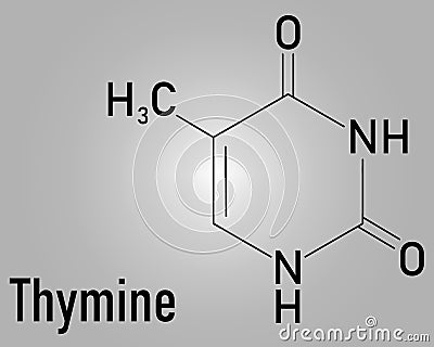 Thymine Nucleobase Molecule. Present In DNA. Skeletal Formula. Cartoon ...