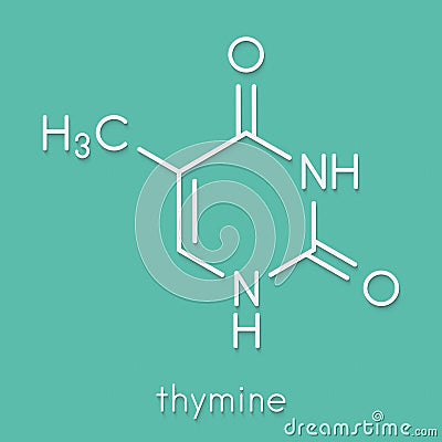 Thymine T Nucleobase Molecule. Present In DNA. Skeletal Formula. Stock ...