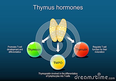 Thymus Hormones. Human Endocrine System Cartoon Vector | CartoonDealer ...