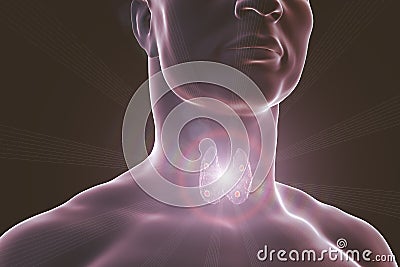 Thyroid And Parathyroid Glands Stock Illustration | CartoonDealer.com ...