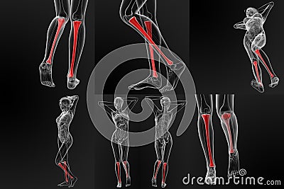 Tibia Bone Royalty-Free Illustration | CartoonDealer.com #82857771