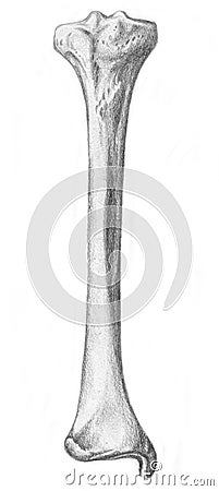 Tibia - Skeleton Stock Photography | CartoonDealer.com #15990968