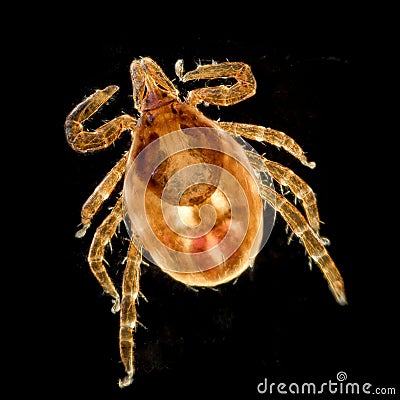 Tick Microscope Royalty Free Stock Images - Image: 15516169