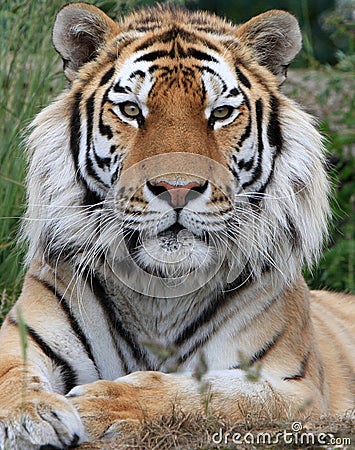 Tiger Stock Photo - Image: 9719860