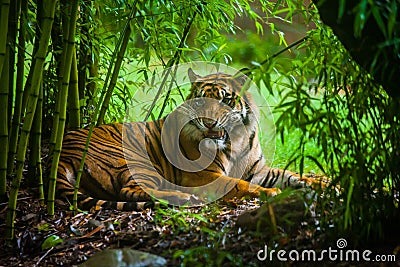 Tiger In Bamboo Forest Stock Images - Image: 37547864