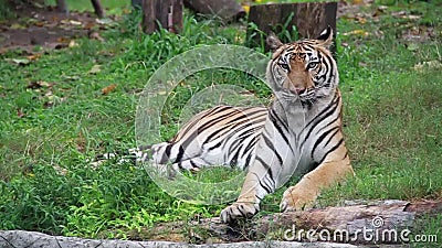 Tiger crouching stock footage. Video of crouch, look - 36540108