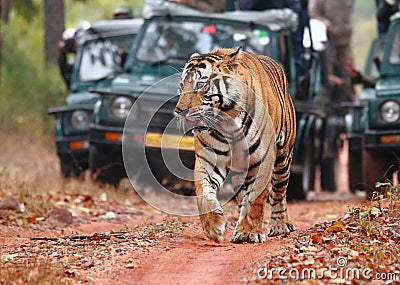 Tiger Spotting On Safari Royalty-Free Stock Photography | CartoonDealer ...