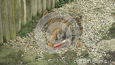 Tiger Sumatran Eating His Lunch, Panthera Tigris Sumatrae Stock Video ...