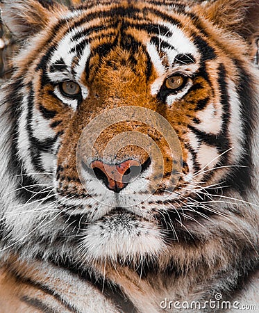 TIGER, Tigers Face Stock Photo - Image: 53360086