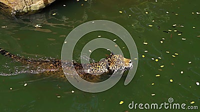 Tigre Pantera Negra Comiendo Cebo Metrajes - Vídeo de color, rayas ...