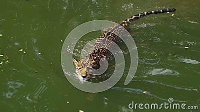 Tigre Pantera Negra Comiendo Cebo Metrajes - Vídeo de sentada, tigre ...