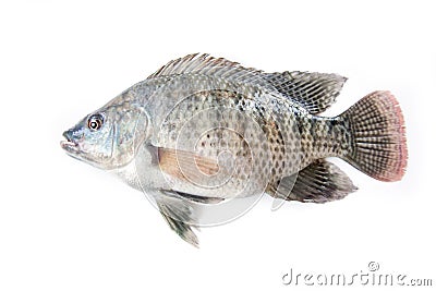 Tilapia Stock Photos - Image: 6433213