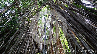 Tilt Up the High Tree Root of Banyan Tree Stock Footage - Video of ...