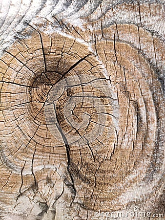 Timber Log Cross Section With Natural Grains And Knots Royalty-Free ...
