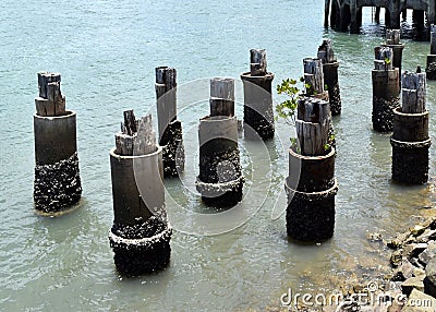 Timber Piles Remains Which Previously Supported A Jetty Stock ...