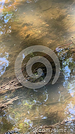 Time-lapse of Dirty River Water Stream in a Forest during the Day Stock ...