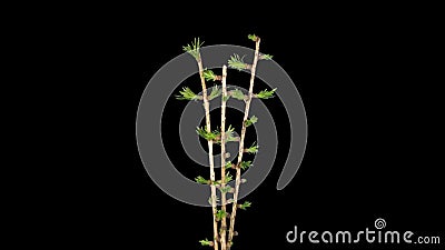 Time-lapse of Growing Larch Tree Branch with ALPHA Channel Stock Video ...