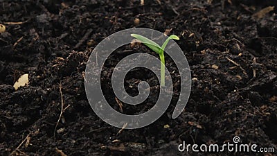 Seedling Timelapse stock footage. Video of motion, alive - 41053996