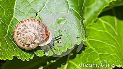 Time Lapse: Snail Eating Green Leaf Stock Video - Video of eating, leaf ...
