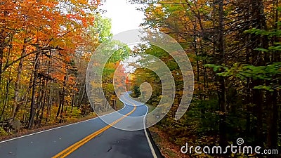 TimeLapse - Driving Under Trees and Around Curves As Trees Change ...