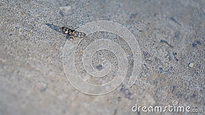 A Tiny Flying Insect Sitting On The Concrete Floor. Royalty-Free Stock ...
