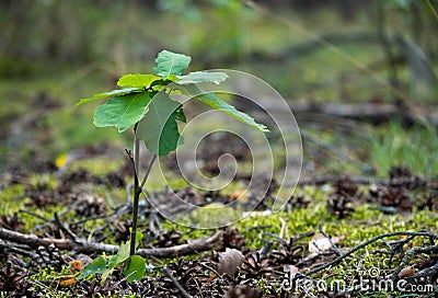 Tiny Oak Tree Growing In The Forest Royalty-Free Stock Photo ...