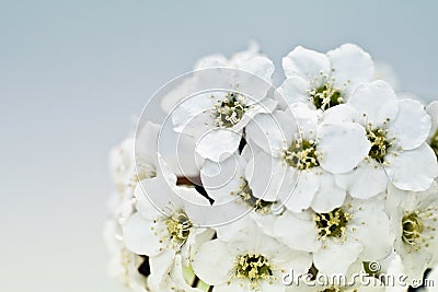 Tiny White Flower Bouquet Macro Stock Photo - Image: 14906720