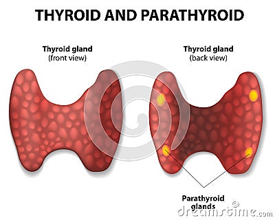 Tiroide E Paratiroide. Illustrazione Vettoriale - Immagine: 39569840