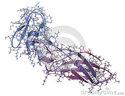 Tissue Factor (TF, Extracellular Part) Protein. Essential In Extrinsic ...