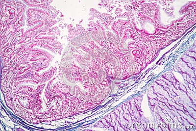 Tissue Of Stomach Human, Small Intestine Human, Pancreas Human And ...