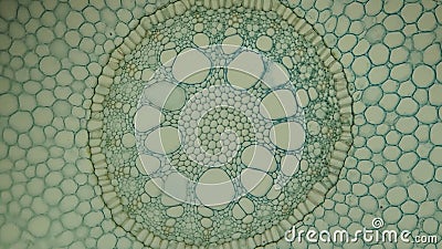 Tissues Of Iris Root, Microscopical Structure Royalty-Free Stock Image ...