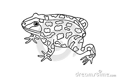 Toad Graphic Patterns Vector Illustration. Coloring Book ...