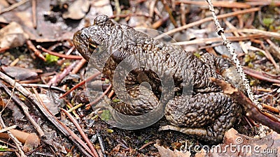 A Toad on Its Way To a Spawning Pond in Spring Stock Footage - Video of ...