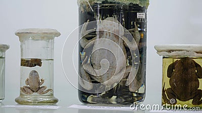 Toad Preserved in Formaldehyde in Glass Jar with Back Lighting ...