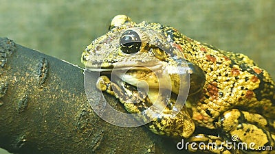 Toad sitting on a tree. stock video. Video of frog, living - 118228025