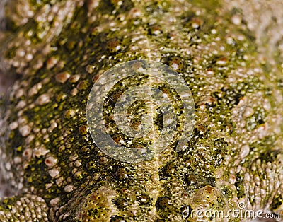 Toad Skin In Macro Frame Stock Photo - Image: 45209530