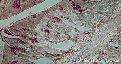 Toad Small Intestine Tissue Stock Footage - Video of blue, textur ...